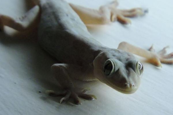 Vanish all Pregnancy-related issues with Santan Gopal Pooja - InstaAstro