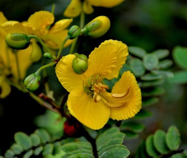 Find Out The Magical Benefits of Avarampoo Flower - InstaAstro