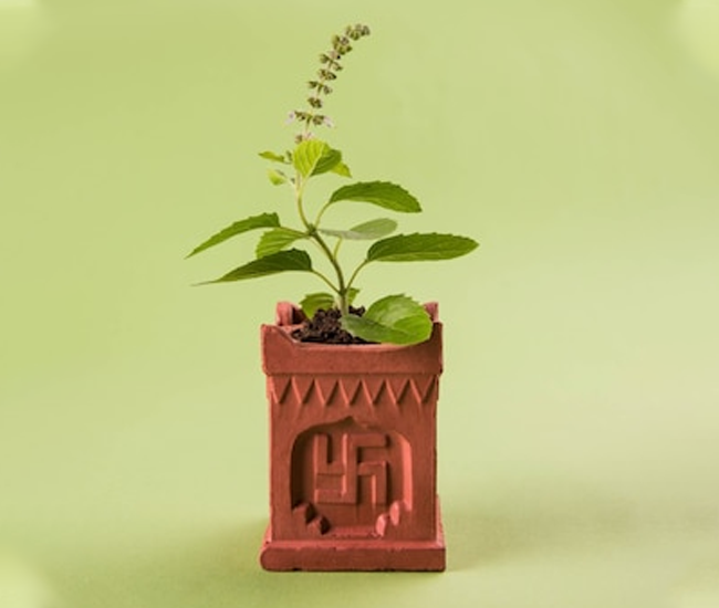 The best and worst indoor plants, according to Vastu Shastra - InstaAstro