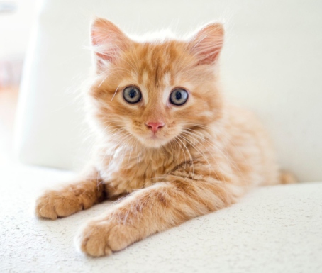 The Best Pet for You According to Your Zodiac Sign - InstaAstro