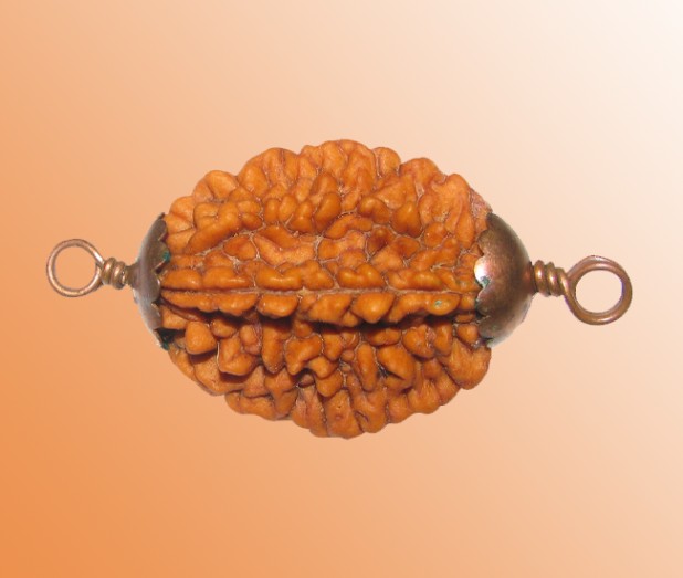 2 Mukhi Rudraksha And it’s Related Benefits - InstaAstro