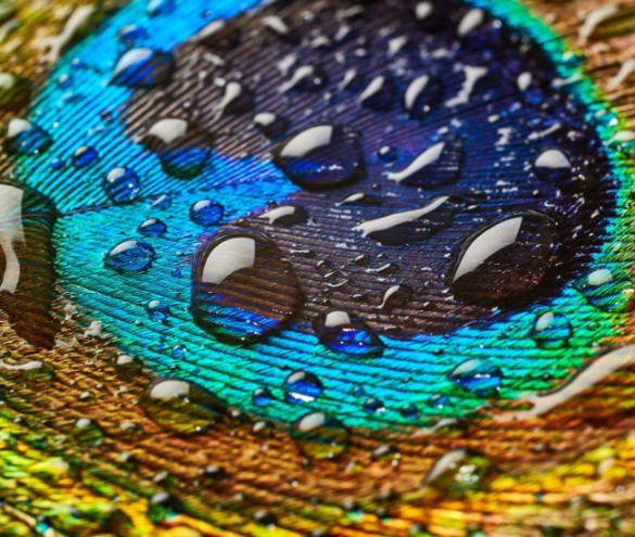 Why does Lord Krishna Wear a Peacock Feather? - InstaAstro