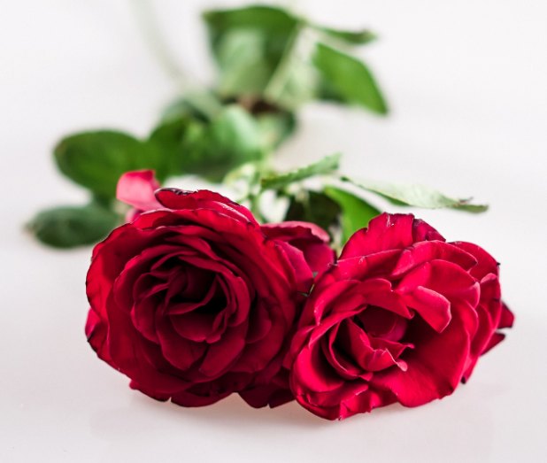 The Perfect Rose for Your Partner According to their Zodiac Sign ...