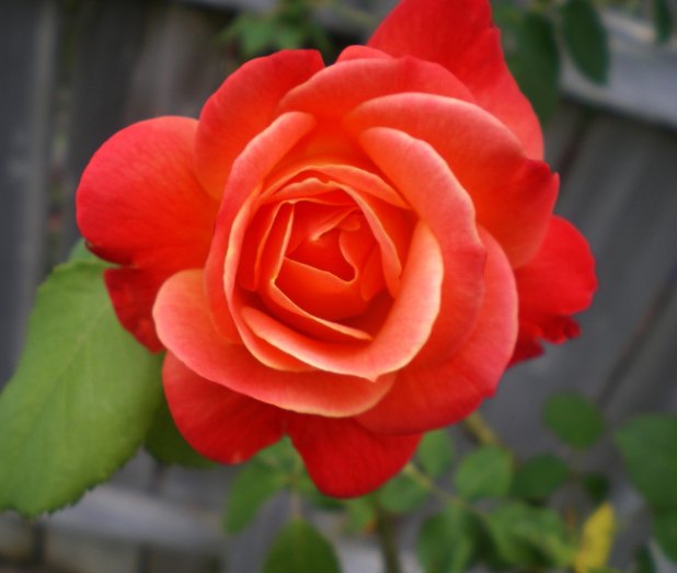 The Perfect Rose for Your Partner According to their Zodiac Sign ...