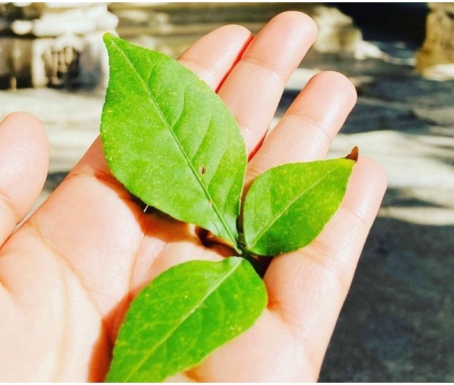 Significance of Bel Patra: Why is it offered to Lord Shiva? - InstaAstro