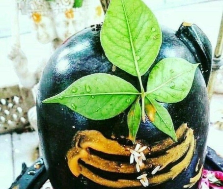 Significance of Bel Patra: Why is it offered to Lord Shiva? - InstaAstro