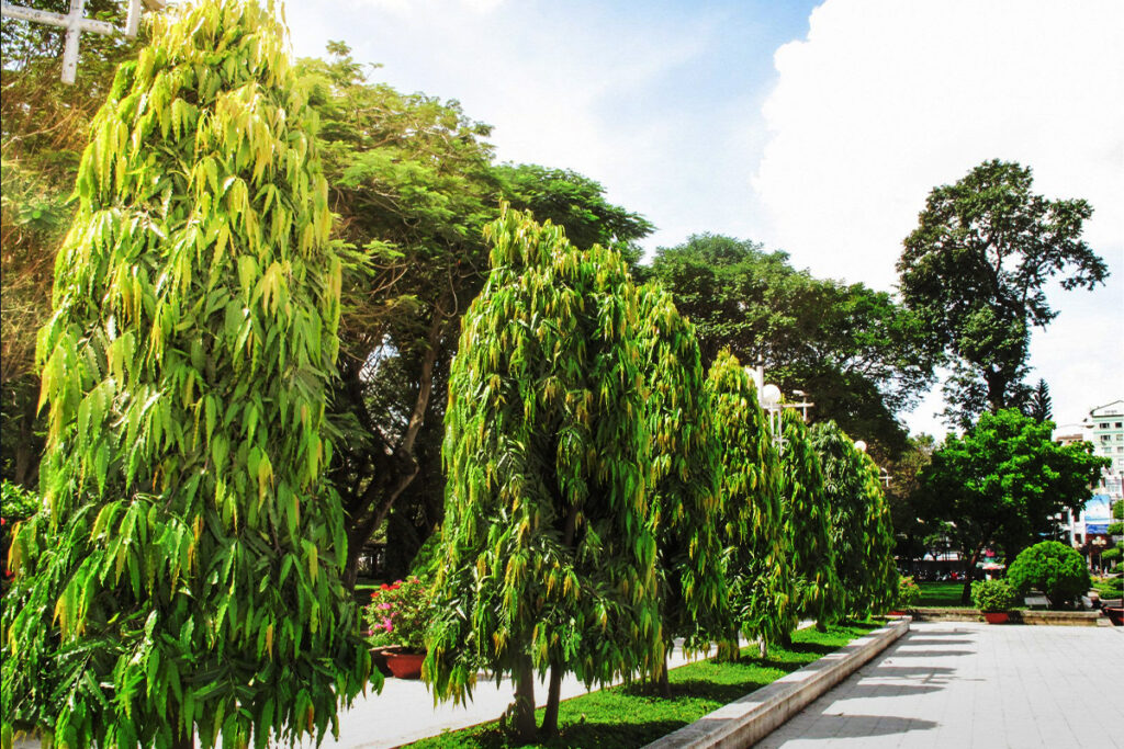 Significance and Benefits of Ashoka Tree in Astrology - InstaAstro