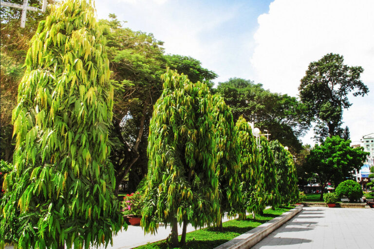 Significance and Benefits of Ashoka Tree in Astrology - InstaAstro