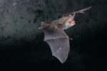 Bat In House Meaning & Astrological Significance - InstaAstro