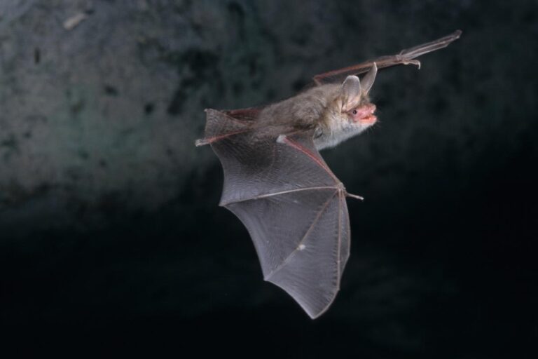 Bat In House Meaning & Astrological Significance - InstaAstro